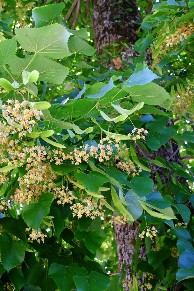 Tiglio: proprietà, raccolta ed essiccazione dei fiori