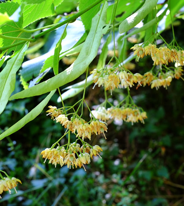 Tiglio: proprietà, raccolta ed essiccazione dei fiori